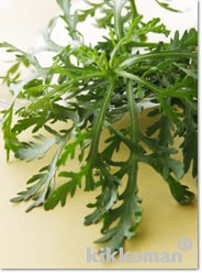 Shungiku/chrysanthemum leaves | Glossary | Kikkoman Corporation